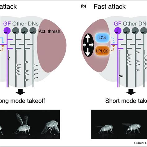 Pdf Multi Regional Circuits Underlying Visually Guided Decision Making In Drosophila