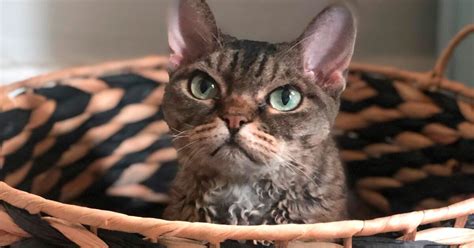 Barbara La Gata Que Escondía Un Enorme Corazón Detrás De Su Ceño