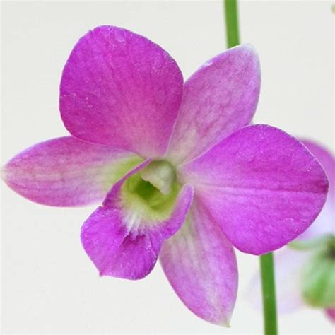 Buy Flower Of Sikkim Dendrobium Orchid Any Variety Any Color