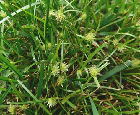 News And Events Genesis Turfgrass