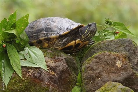 An Amboina Box Turtle Or Southeast Asian Box Turtle Is Basking On A Rock By The River This