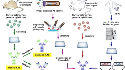 Sterile Filtration Products Used In Monoclonal Antibody Technology