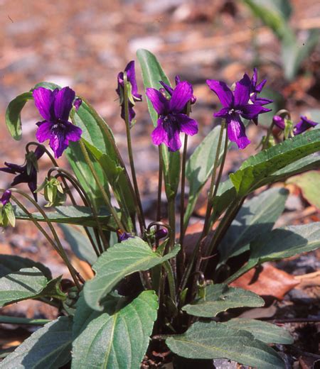 Viola Mandshurica Violet Treasures Of Mt Takao TAKAO 599 MUSEUM