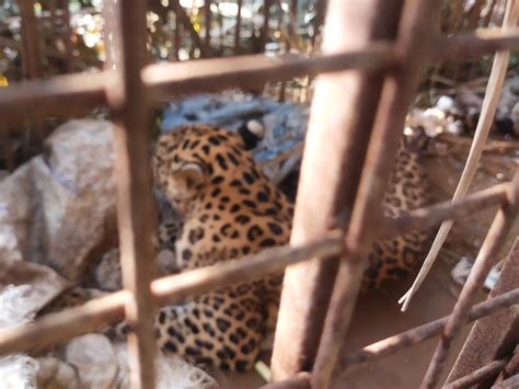 Leopard Caught In A Cage In Bijnor बिजनौर में पिंजरे में कैद हुआ