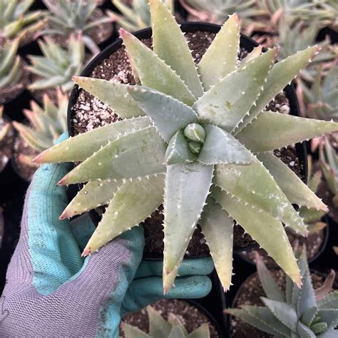 Plants Pests And Diseases Causes And Treatments Plantly
