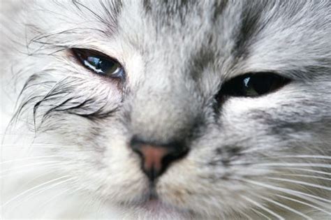 Mata Kucing Berair Penyebab Gejala Dan Cara Mengatasinya Si Binatang