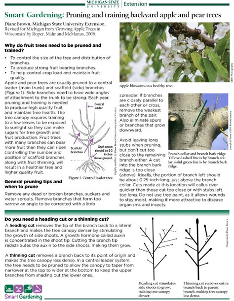 Pruning Pear Trees Diagram