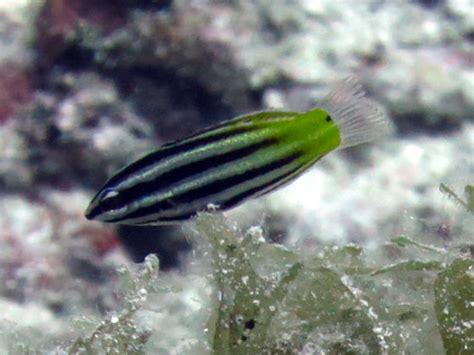 ムナテンベラダマシの幼魚 沖縄の魚図鑑