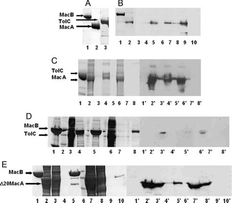 Maca Interacts With Both Macb And Tolc A Overexpression And Download Scientific Diagram