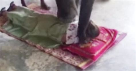 Elephant Gives Honeymooners Massage With Its Enormous Foot Would You