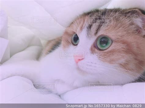 白い毛布の上に座っている猫の写真・画像素材 1657330 Snapmart（スナップマート）