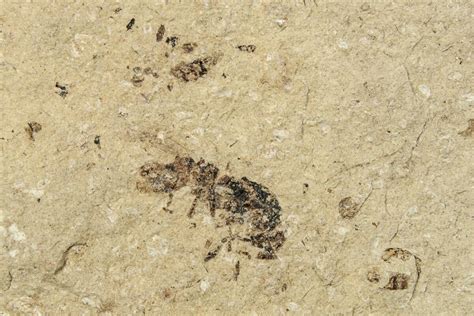 40 Fossil Insect Hymenoptera Bois Dasson France 254242 For