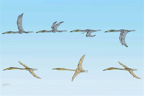 Stunningly Preserved Pterosaur Fossils Reveal How They Soared