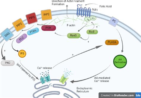 Figure 1 From Investigating The Effects Of Cell Signaling Mutants And
