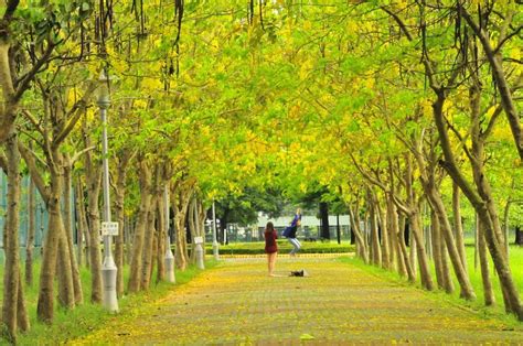 虎頭埤黃金雨開好開滿！400株阿勃勒浪漫景色拍不停 旅遊 Newtalk新聞