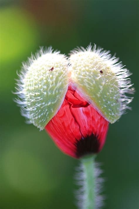 유토이미지 양귀비꽃