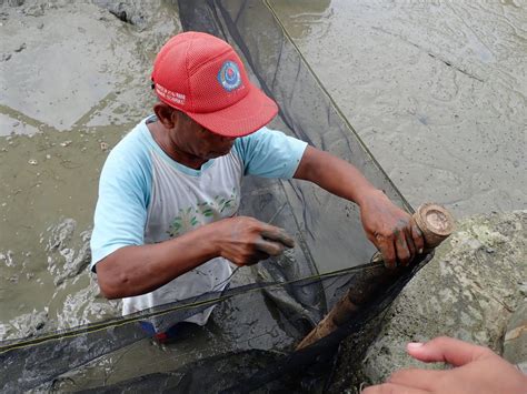 How Do Sampling In Mud Area Easily ResearchGate