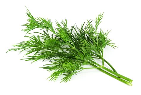 Saatgut, Dill - green-you.de