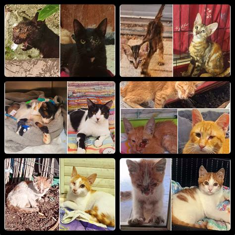 ИНГРЕДИЕНТЫ 👇 1 Куриный фарш 2 Смесь овощей по деревенски 3 Два яйца 4 Специи без соли