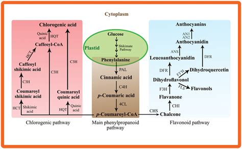 Graphical Overview Of The Phenylpropanoid Flavonoid And Chlorogenic