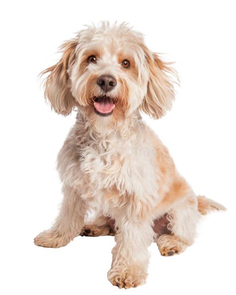 Happy Cavapoo Dog Sitting Isolated On White Stock Illustration