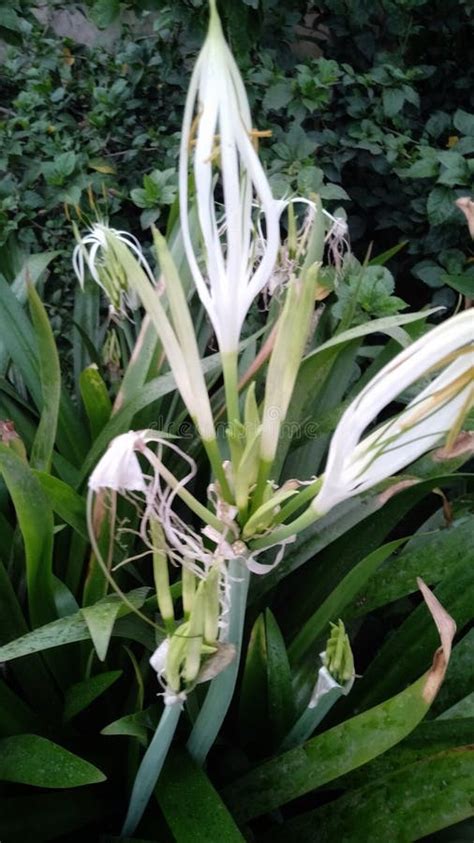 Spider Lily Also Known By Its Scientific Name Hymenocallis Littoralis