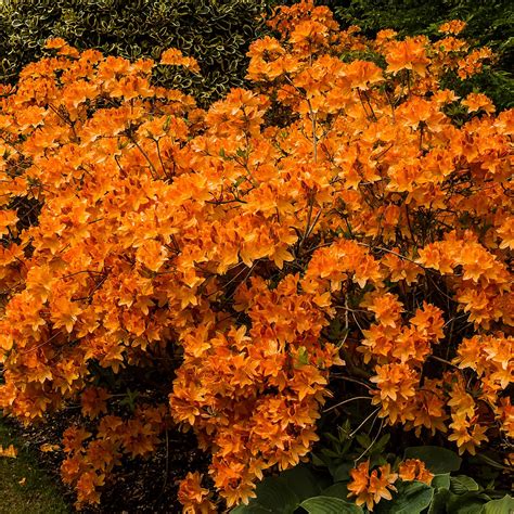 Shop Orange Azalea 30 40cm Height Including Pot Vibrant Blooms