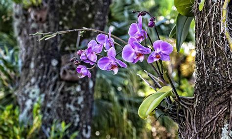 Epiphytes