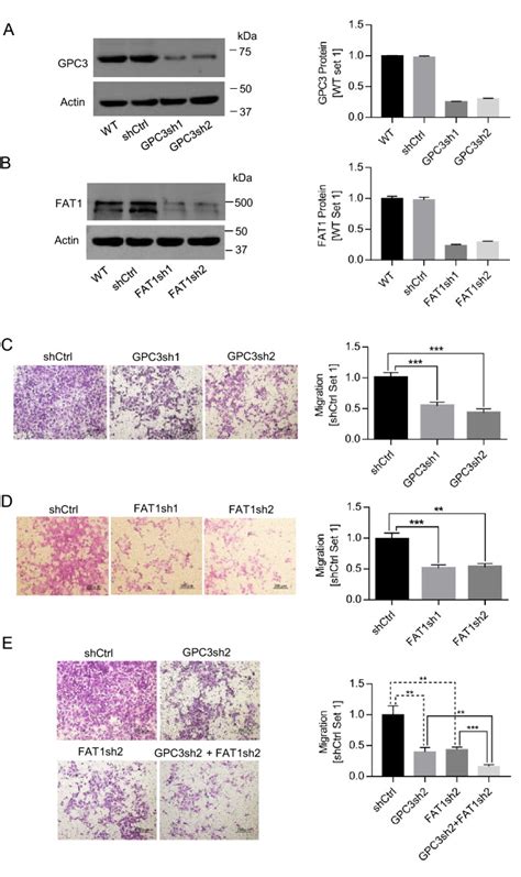 Identification Of The Atypical Cadherin Fat1 As A Novel Glypican 3