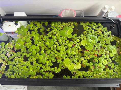 Free Red Root Floaters And Frogbit Furniture And Home Living Gardening