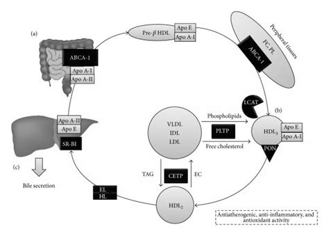 Hdl Metabolism And Main Components Implicated In Their Download