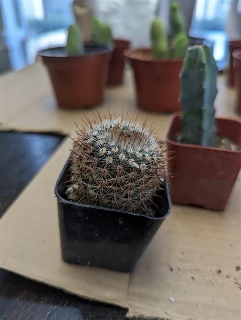 Free Cacti From Succulent Source But Who Are They R Free Cacti From Succulent Source But Who Are They R