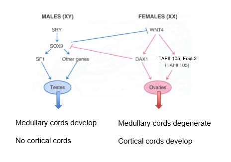 Reproductive Phase Of Life Sex Determination Reproductive Sy