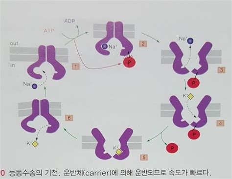 세포막을 통한 물질 이동 수동수송능동수송수동적운반확산삼투여과단순확산촉진적확산여과 네이버 블로그
