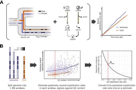 Estimating The Paternal Bias In Mutation From Neutral Substitution