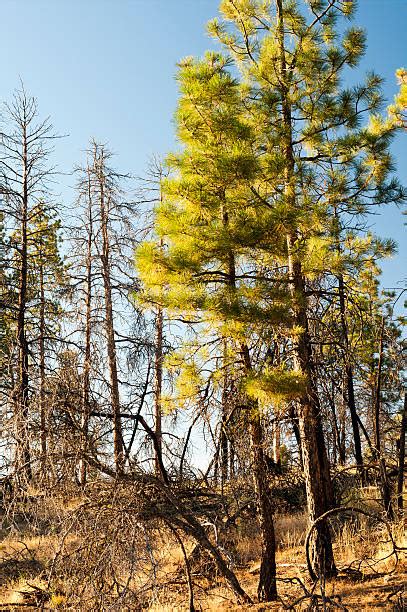 60 Ochoco National Forest Foto Foto Stok Potret And Gambar Bebas