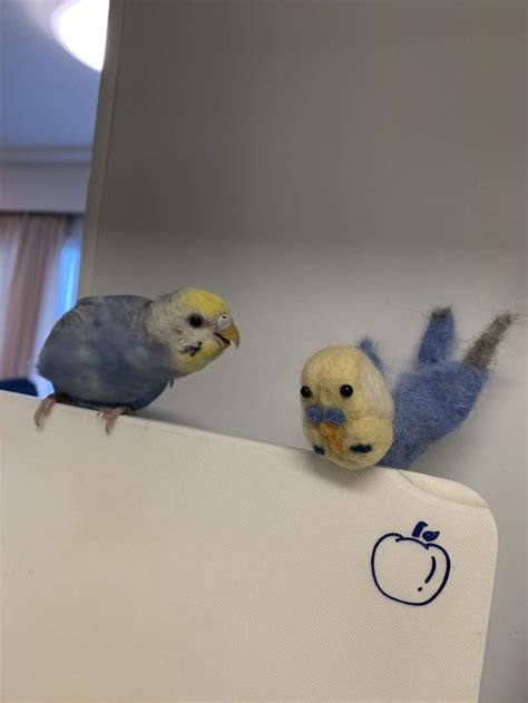 《用羊毛氈做鸚鵡的結果》讓＂本鳥＂都困惑的異次元生物就此誕生 宅宅新聞