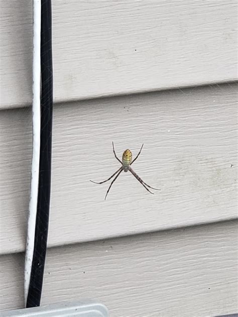 what spider js this r whatbugisthis