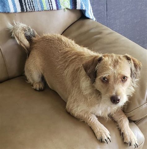 Dog For Adoption Mazey A Dachshund Mix In Pearland Tx Petfinder