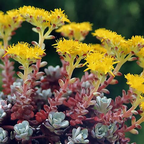 Purple Sedum Foliage For Uk Gardens Sedum Purpureum