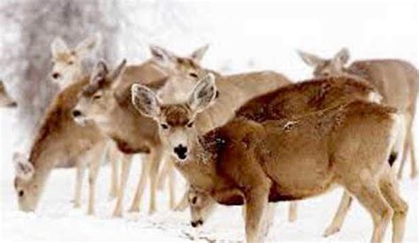 2023 Gun Deer Hunt License Sales And Harvest Totals Now Available