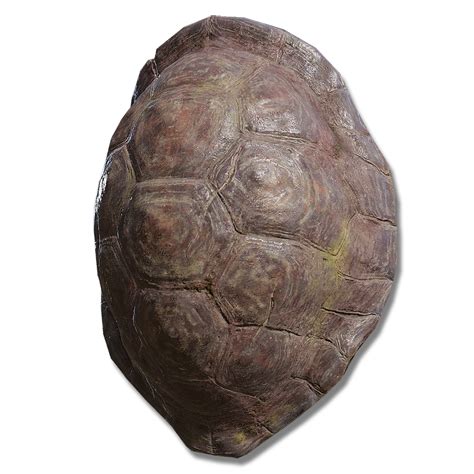 Great Turtle Shell Elden Ring Medium Shields Shields Gamer Guides®