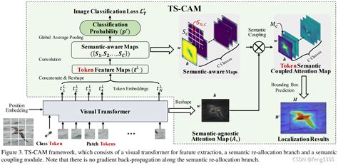 TS-CAM: Token Semantic Coupled Attention Map for Weakly Supervised Object Localization-CSDN博客