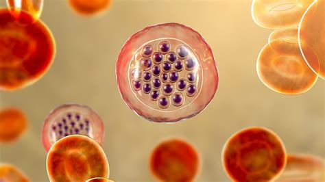 A Monoclonal Antibody Could Help Fight Malaria