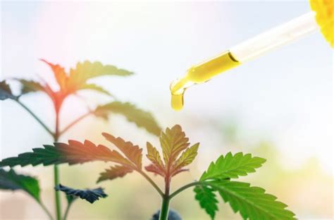 3 Reasons To Take Cbd Oil Under Tongue Sublingually Ieyenews