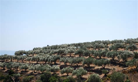 Melissakis Olive Mill Tips For Buying Olive Oil