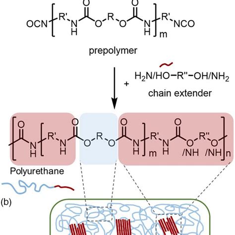 A The Synthesis And B Microphase Separation Of Segmented Polyurethane