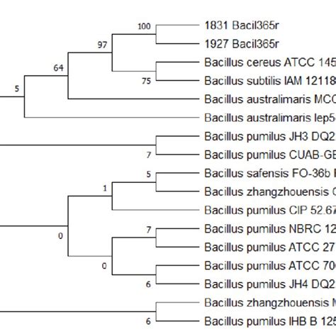 Phylogenetic Relationships Among Tested Bacteria And Other Bacillus