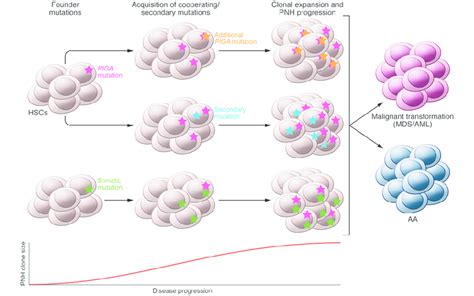 Clonal Architecture And Evolution Of Pnh Pnh Arises From An Initial