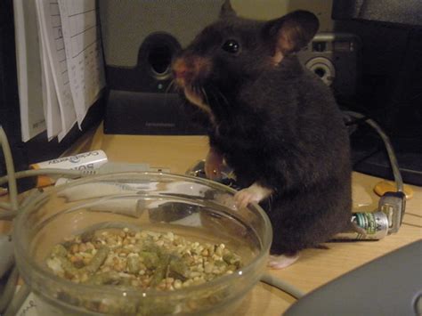 Computer Mouse After Dinner Snack Gertie The Hamster Pomo Mama Flickr